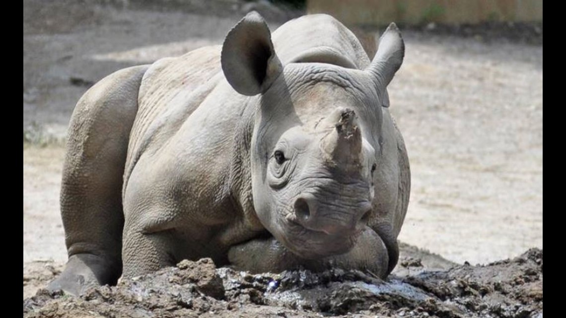 Baby rhino bites tip of man's finger during Cincinnati Zoo tour | 10tv.com