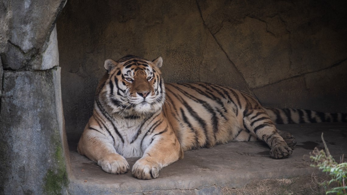 14-year-old tiger at Columbus zoo dies | 10tv.com