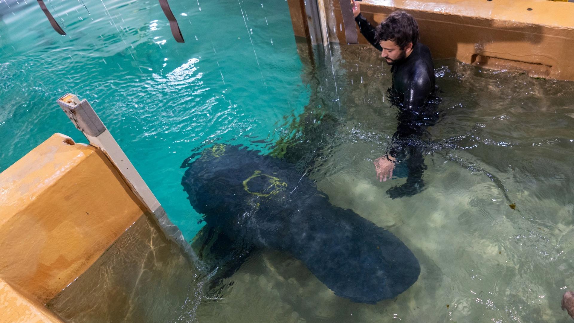3 manatees arrive at Columbus Zoo | 10tv.com