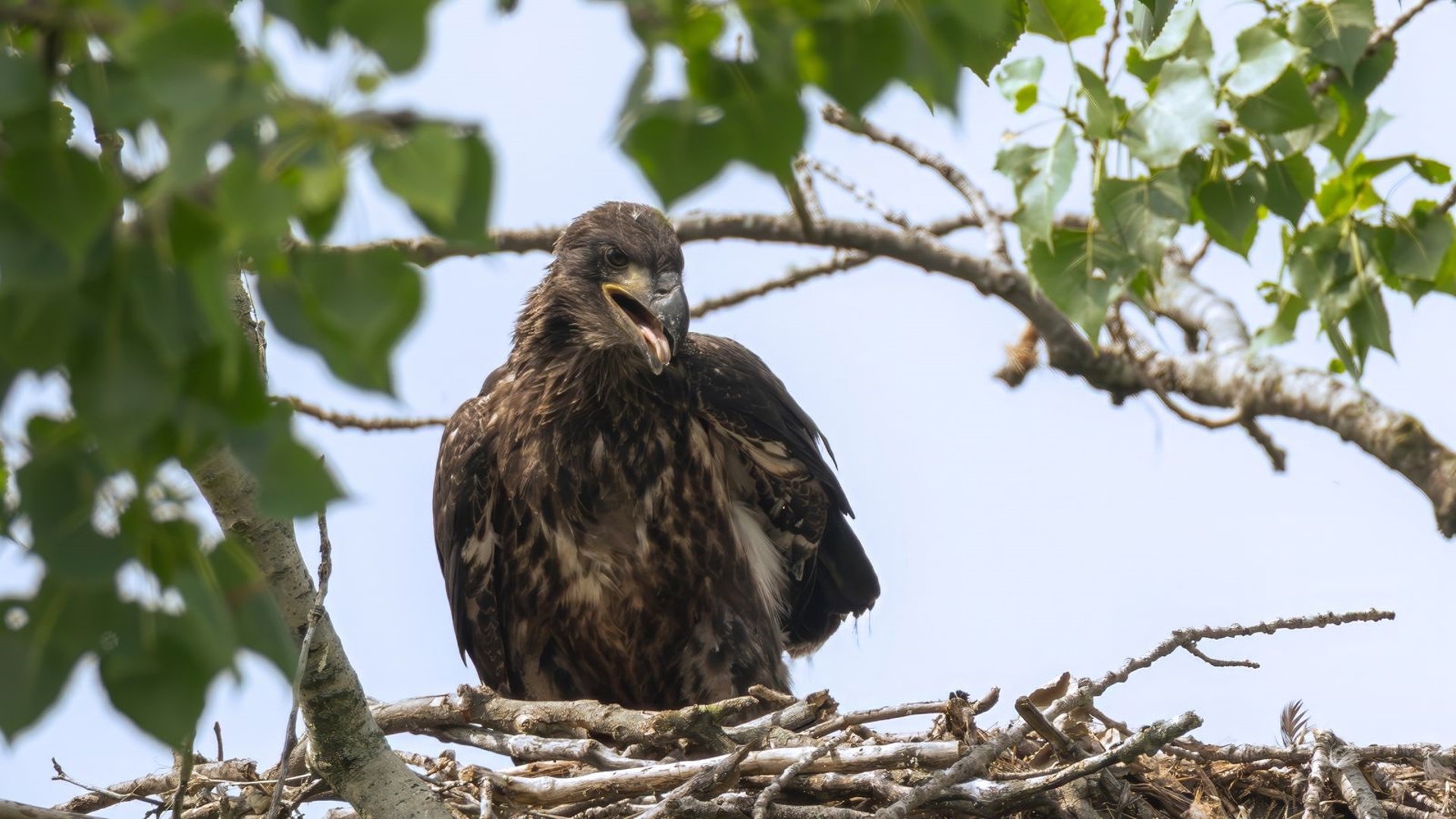 Eaglet in Grandview Heights rescued, recovering after fall from nest ...