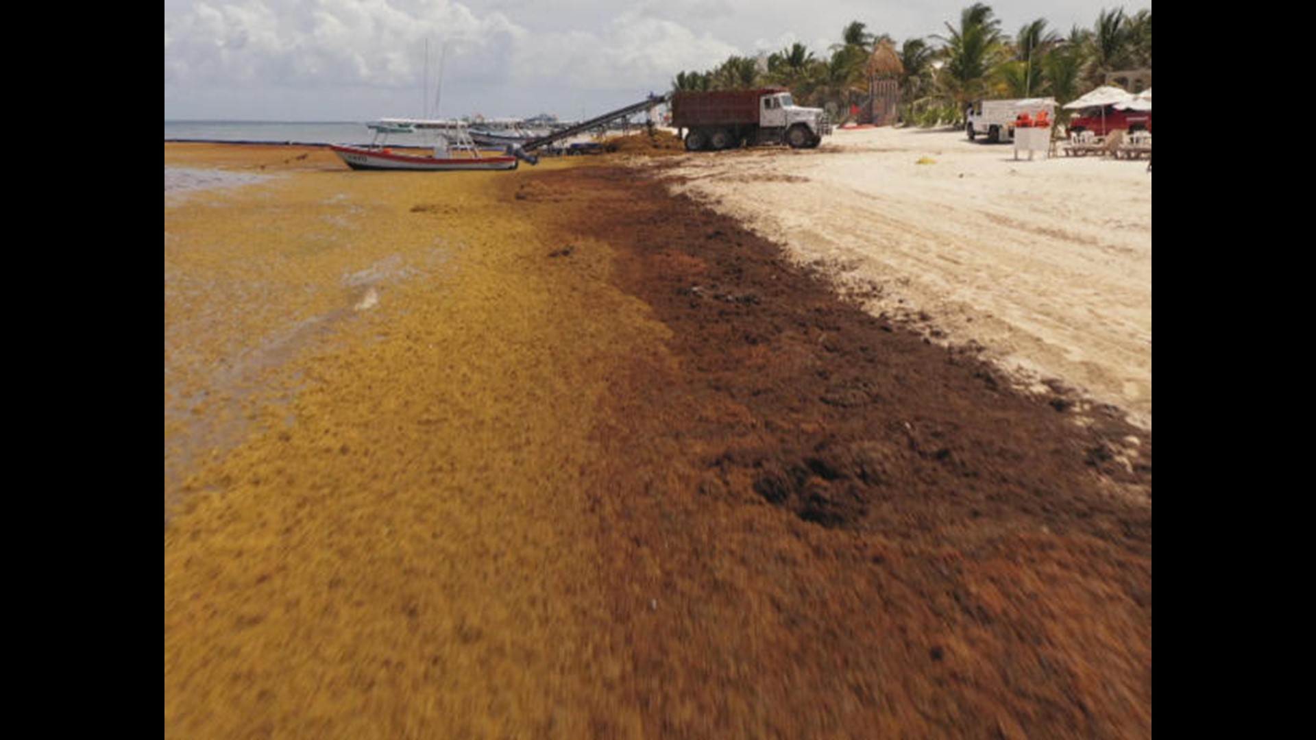 Massive waves of toxic seaweed inundate Yucatan shorelines | 10tv.com