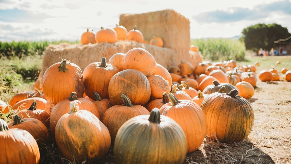 Pumpkin, apple farms in central Ohio | 10tv.com