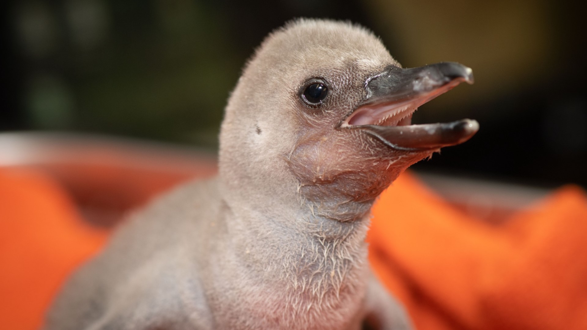 Penguin born at Columbus Zoo | 10tv.com
