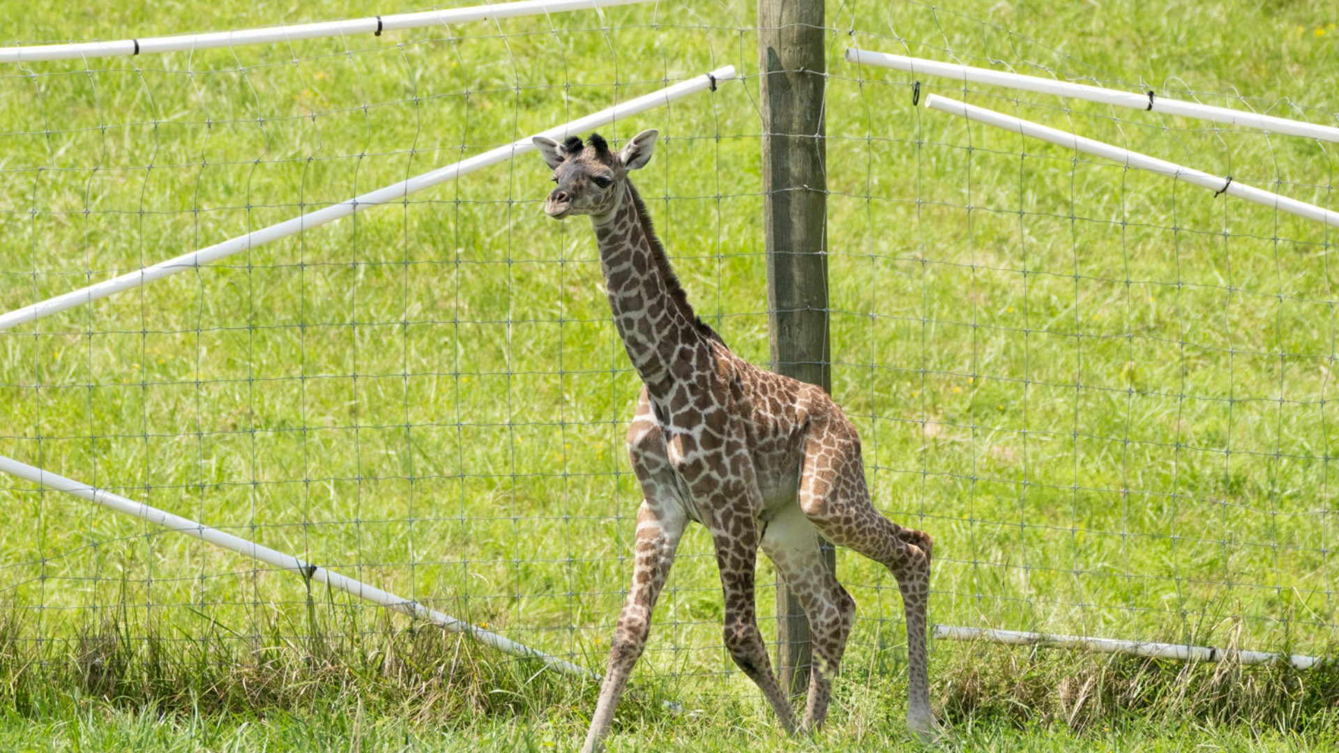 Baby giraffe born at The Wilds | 10tv.com