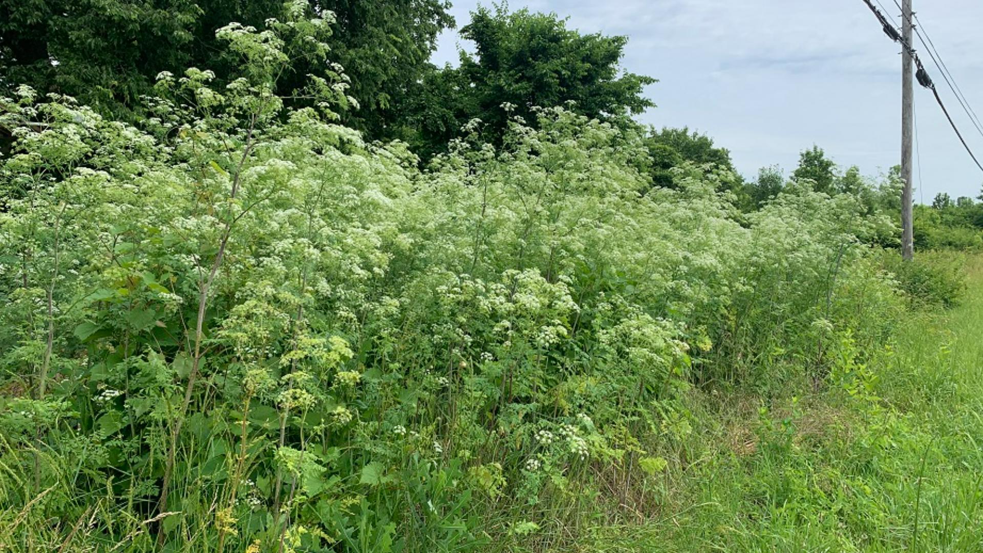 Poison hemlock spreading throughout central Ohio | 10tv.com