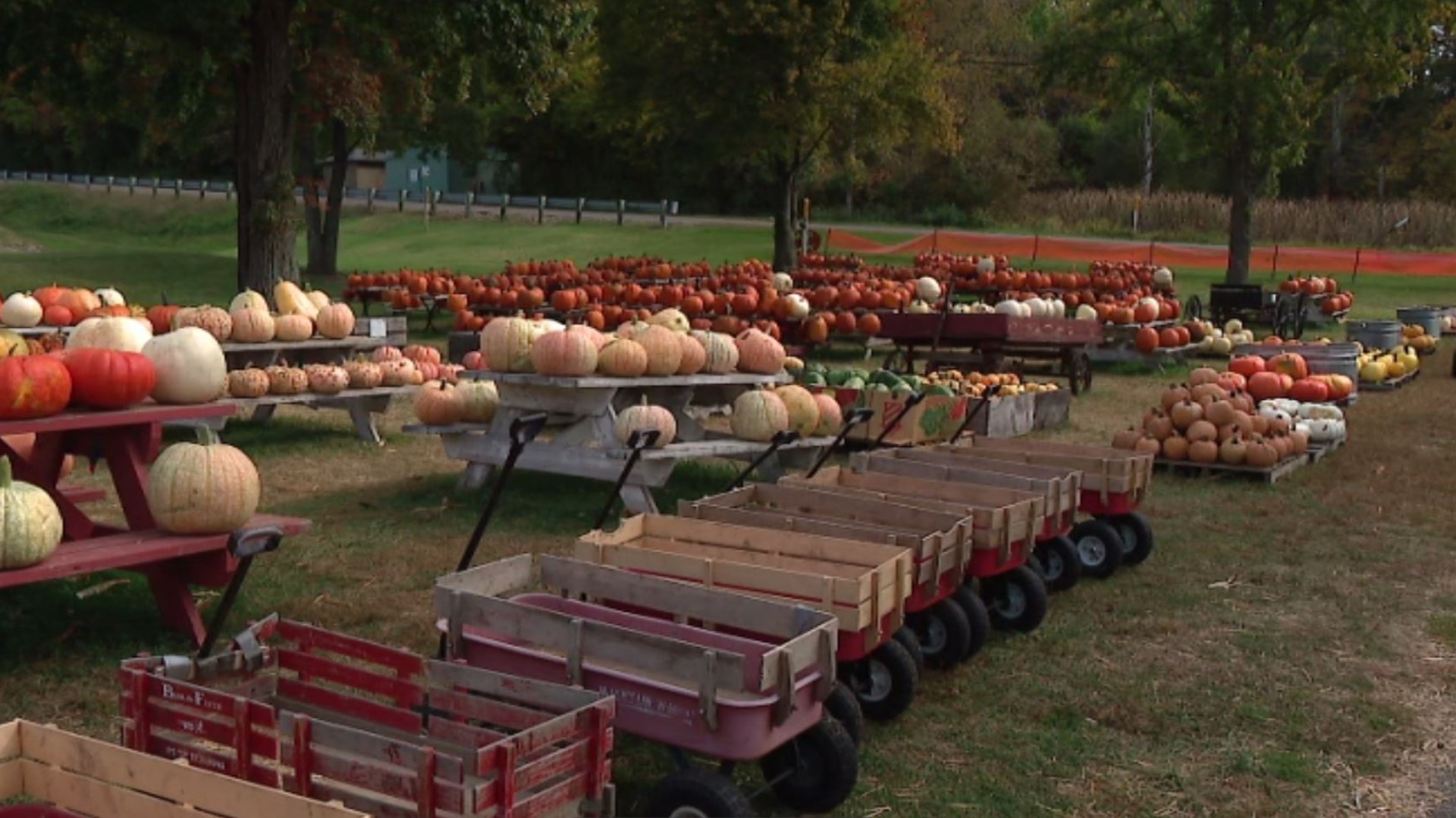 Dozens of pumpkins destroyed at longtime Pickerington stand | 10tv.com
