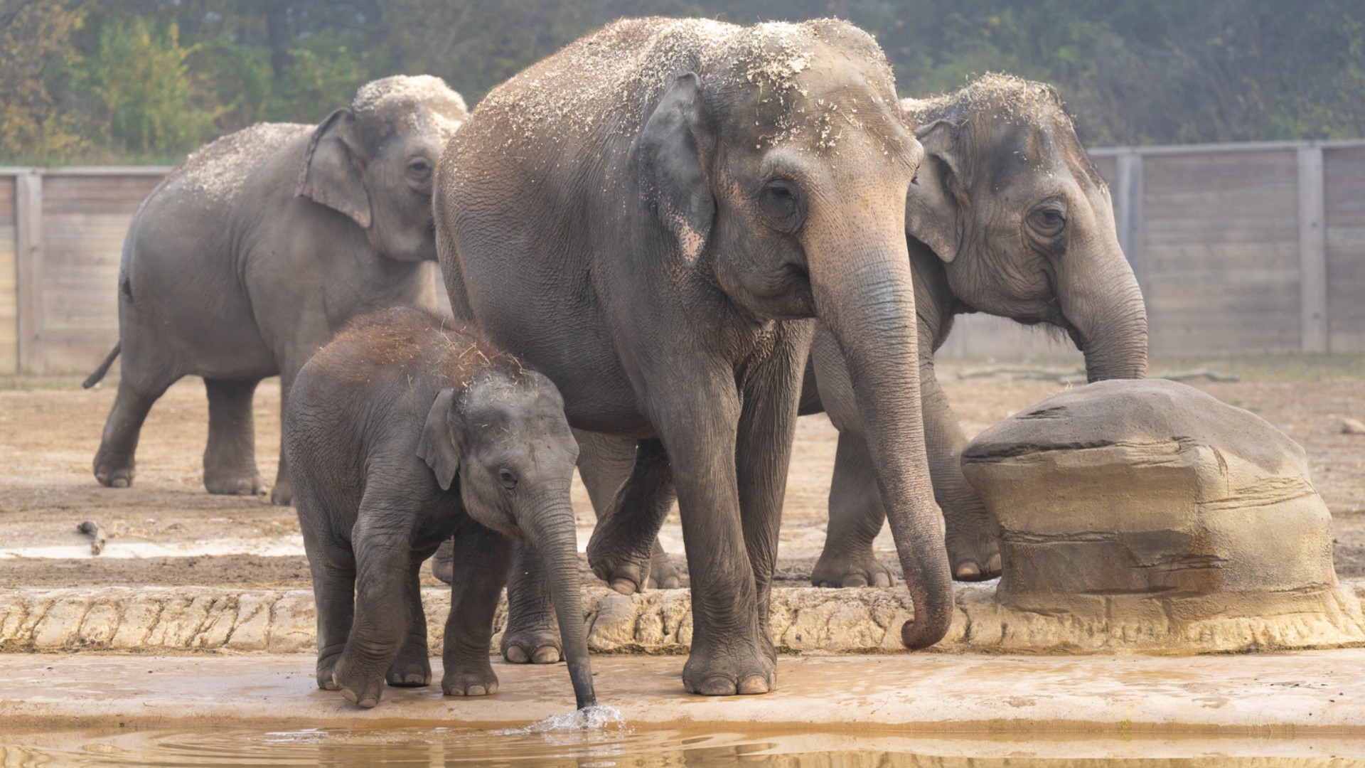 Columbus Zoo opens new DNA lab to help protect elephants | 10tv.com
