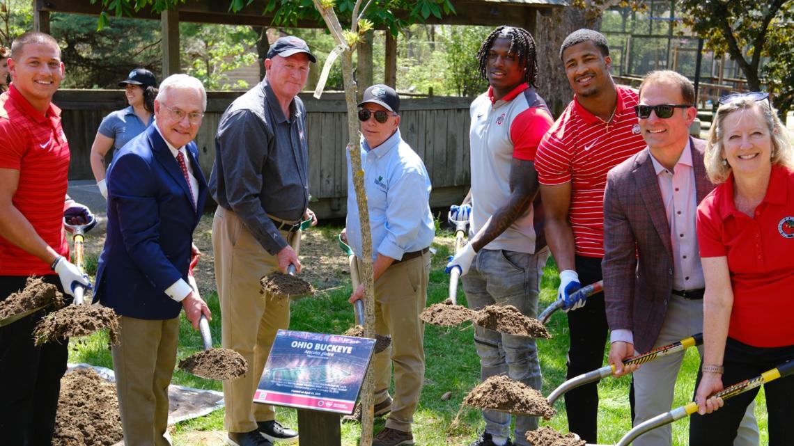OSU football players celebrate national championship with buckeye tree ...