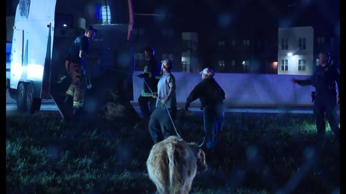 I-270 South in Hilliard reopens after loose cow on the freeway is captured | 10tv.com