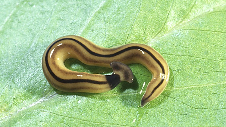 Invasive hammerhead flatworms coming out due to wet weather | 10tv.com