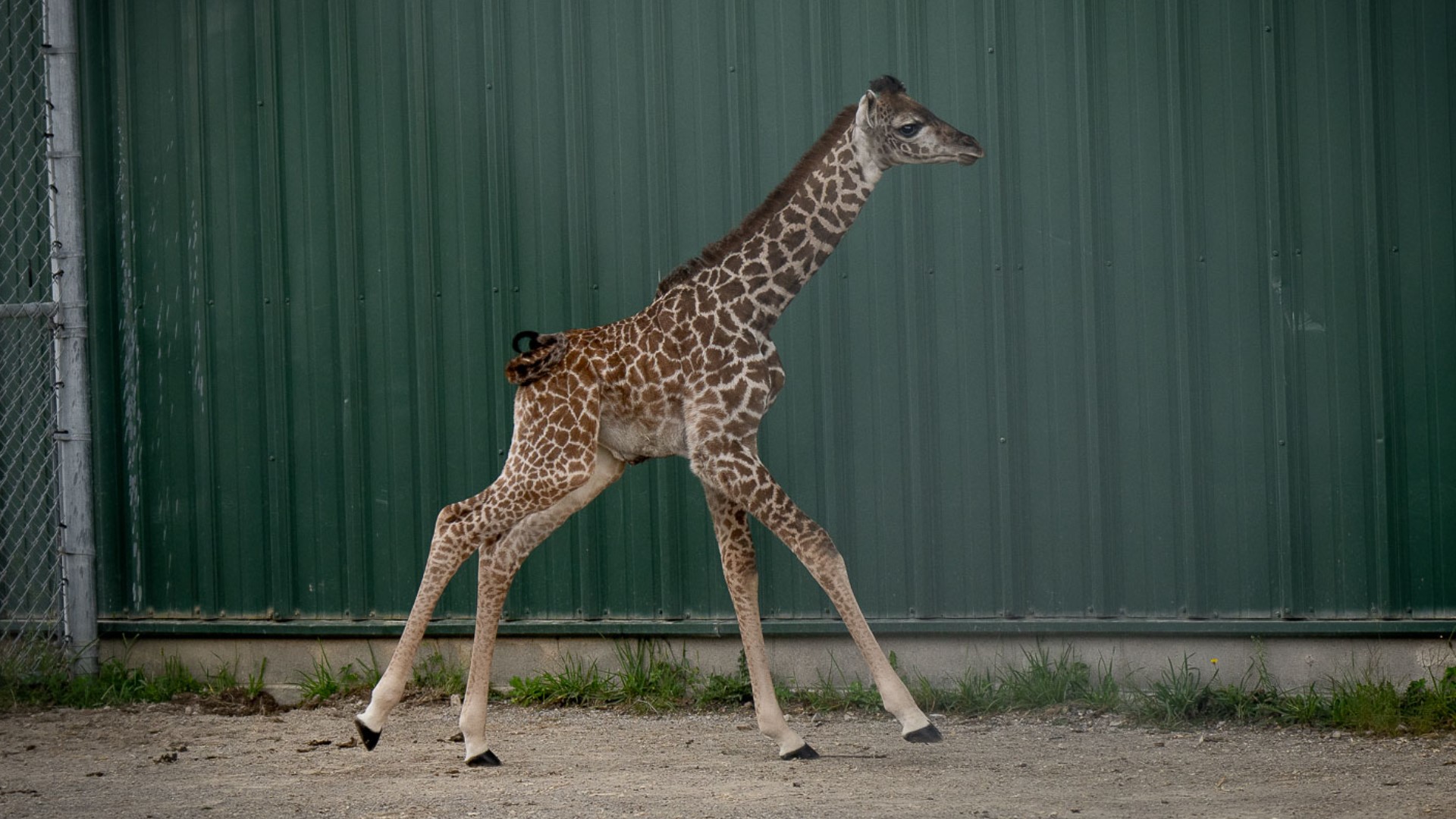 Columbus Zoo: New endangered Masai giraffe calf born | wthr.com