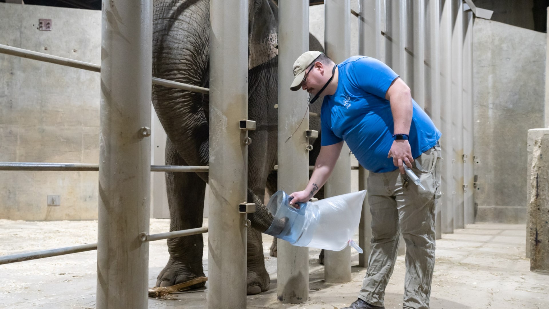 Columbus Zoo opens new DNA lab to help protect elephants | 10tv.com