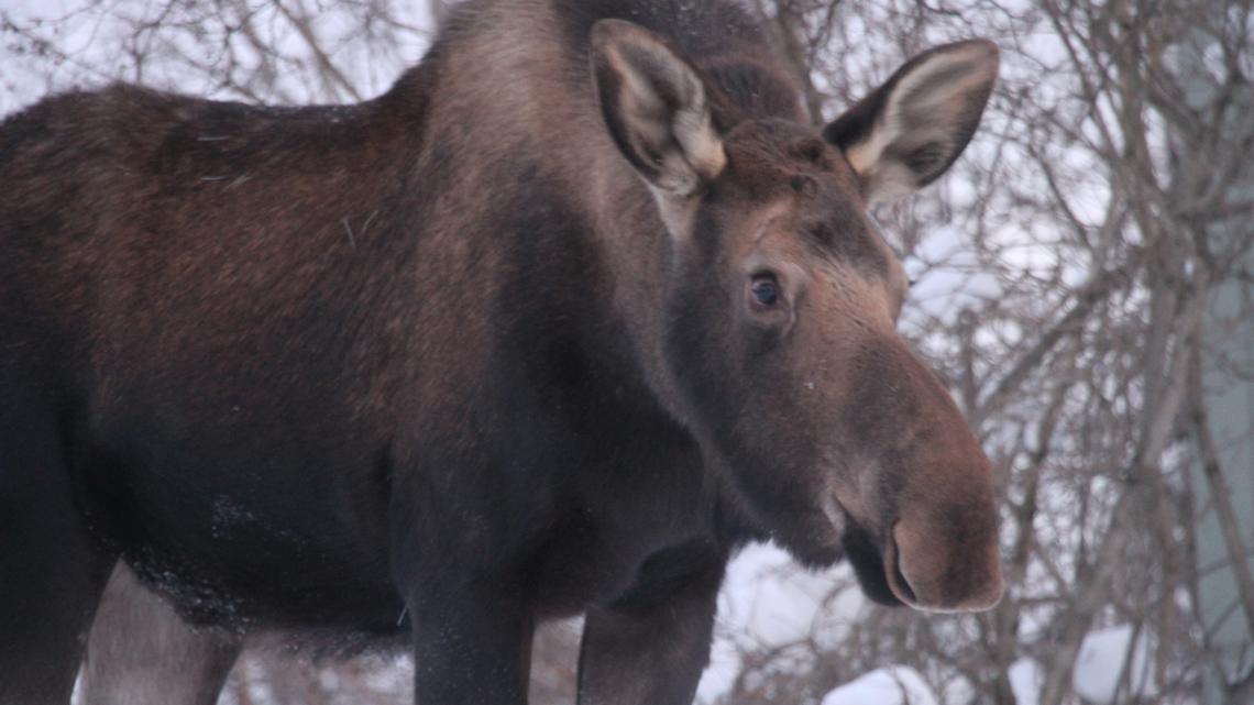 Moose kills Alaska man attempting to take photos of her newborn calves ...