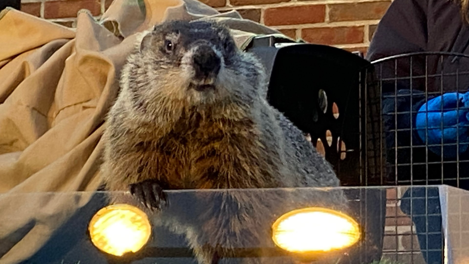 Groundhog Day 2026: Did Buckeye Chuck see his shadow? | 10tv.com