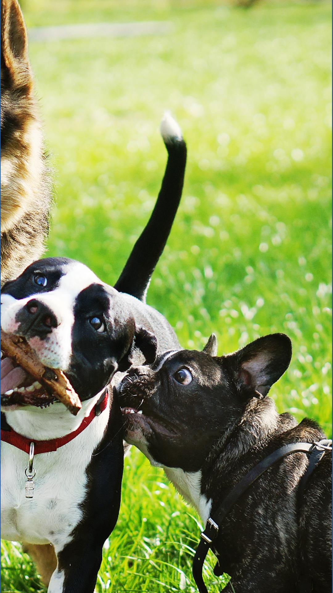 Bark Bash returns this summer | 10tv.com