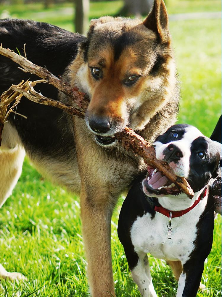 Bark Bash returns this summer | 10tv.com