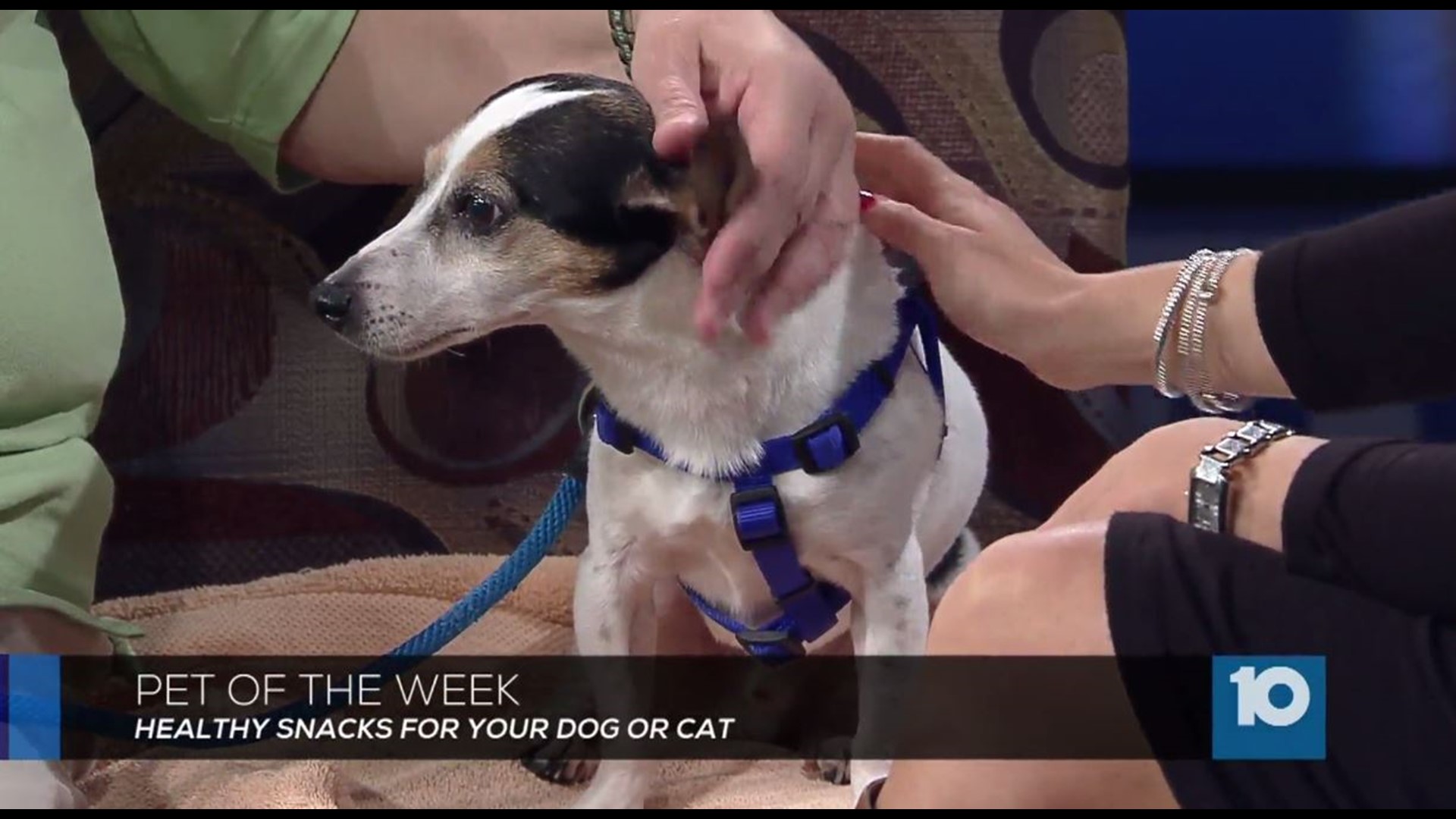 Pet of the week | 10tv.com