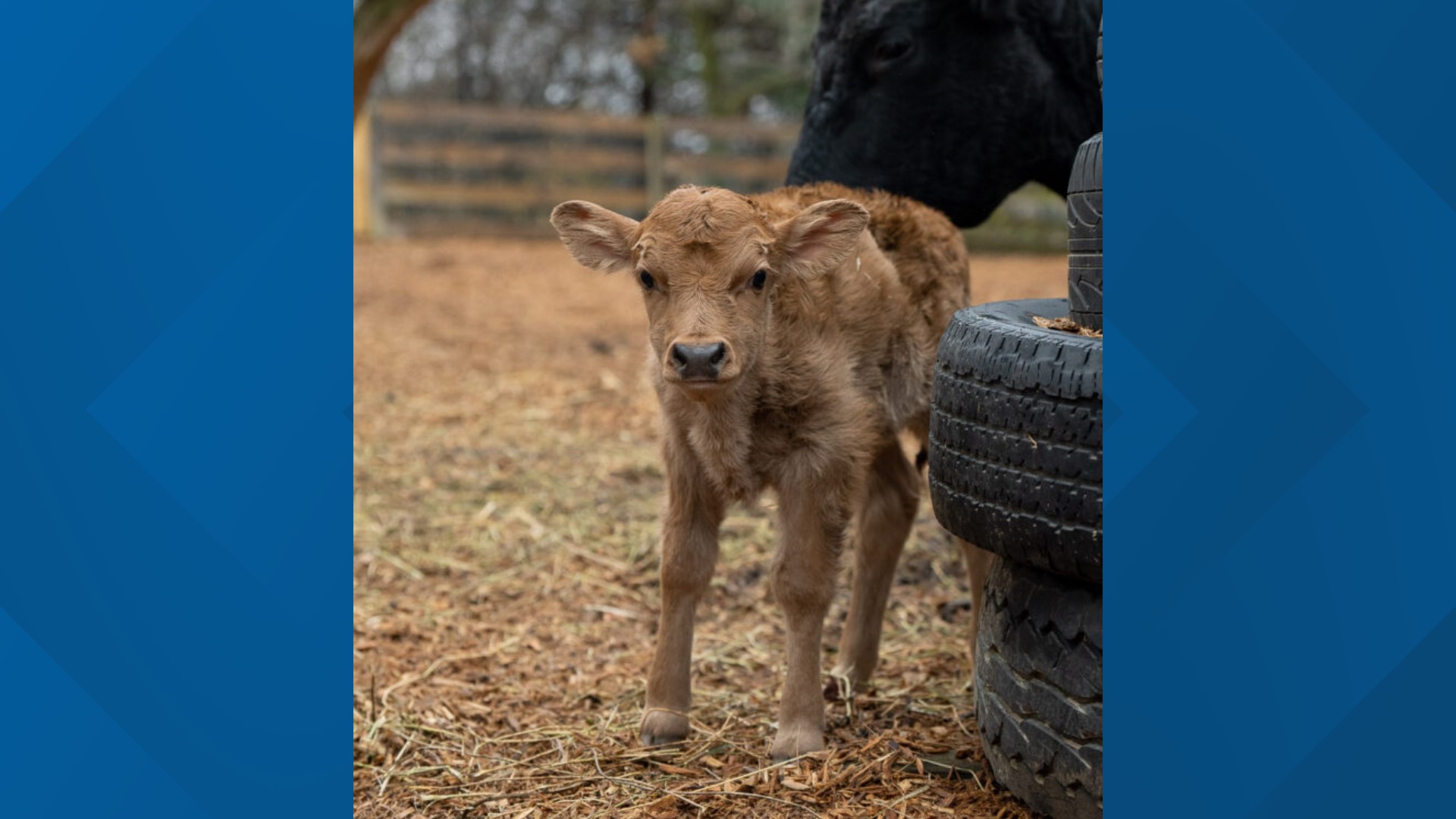 Bull calf welcomed into Columbus Zoo's Dexter cow herd | 10tv.com