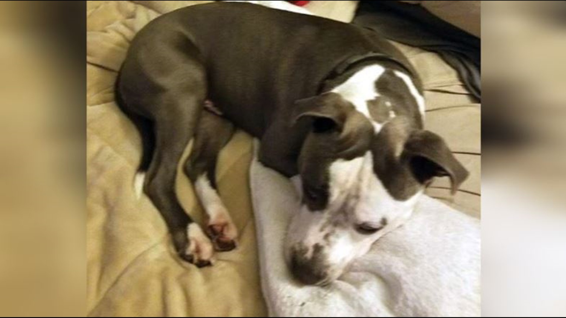 Pit bull killed trying to protect family from intruder | 10tv.com