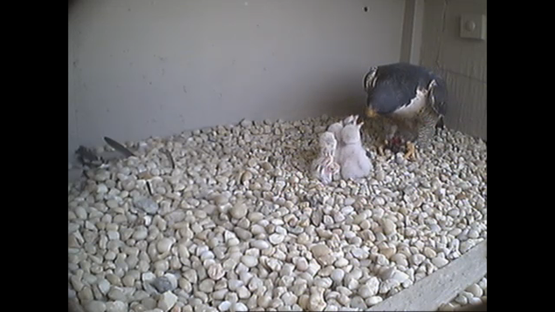 Falcon Cam: Fourth egg hatches atop Rhodes Tower | 10tv.com