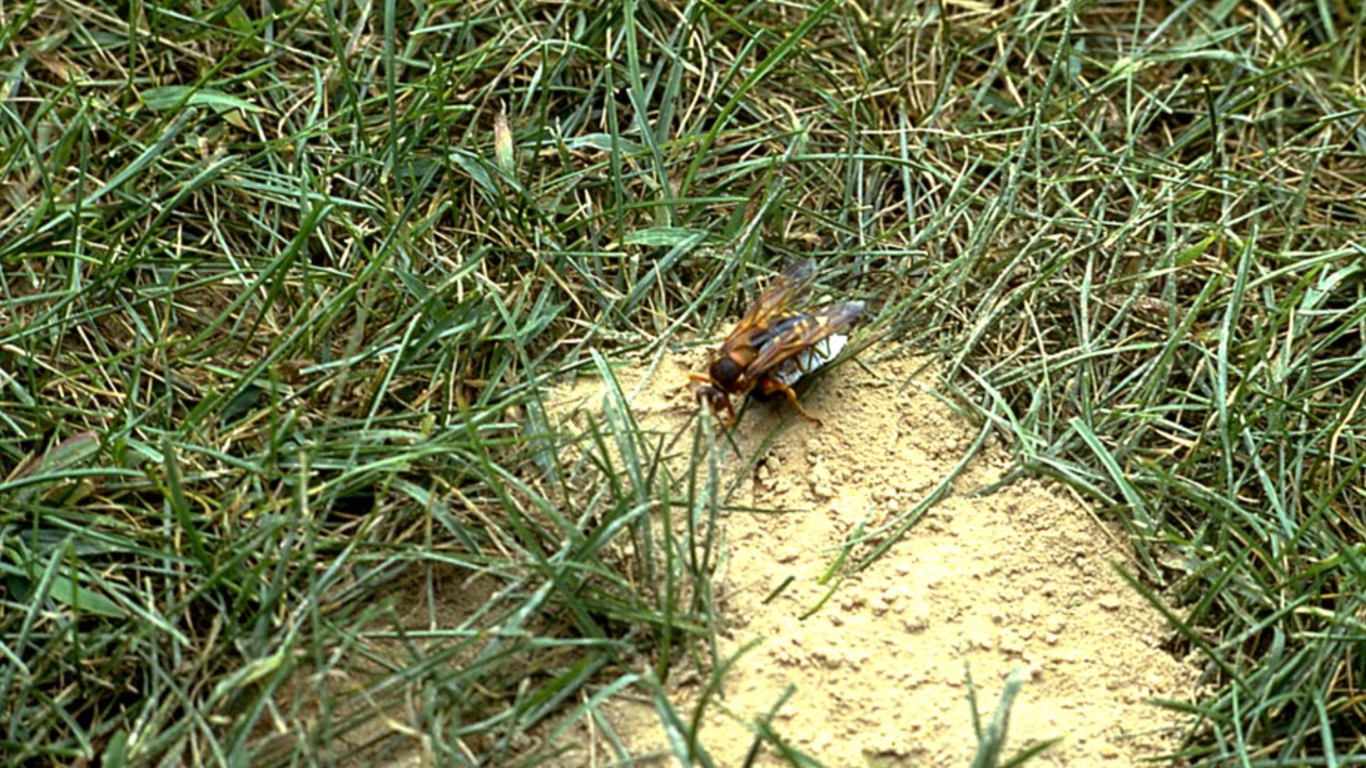 Cicada-killing wasps silencing summer cicadas | 10tv.com