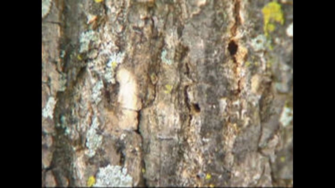 Battle Against Tree Killing Insect Is Costly | 10tv.com