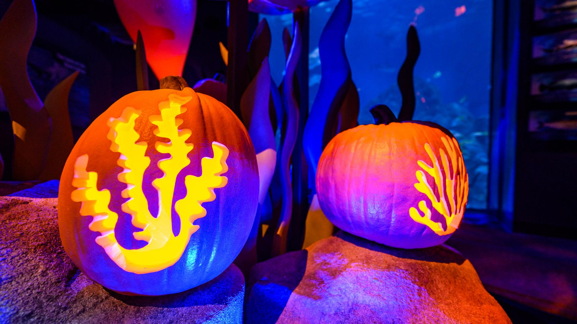 Newport Aquarium hosts ‘Underwater Pumpkin GLOW’ | 10tv.com