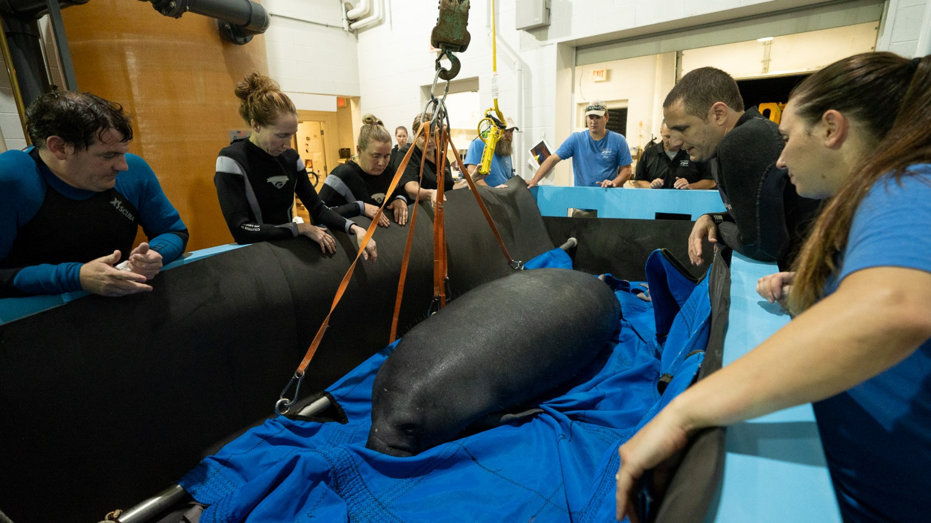 5 manatees flown from Columbus to Florida after rehab | 10tv.com