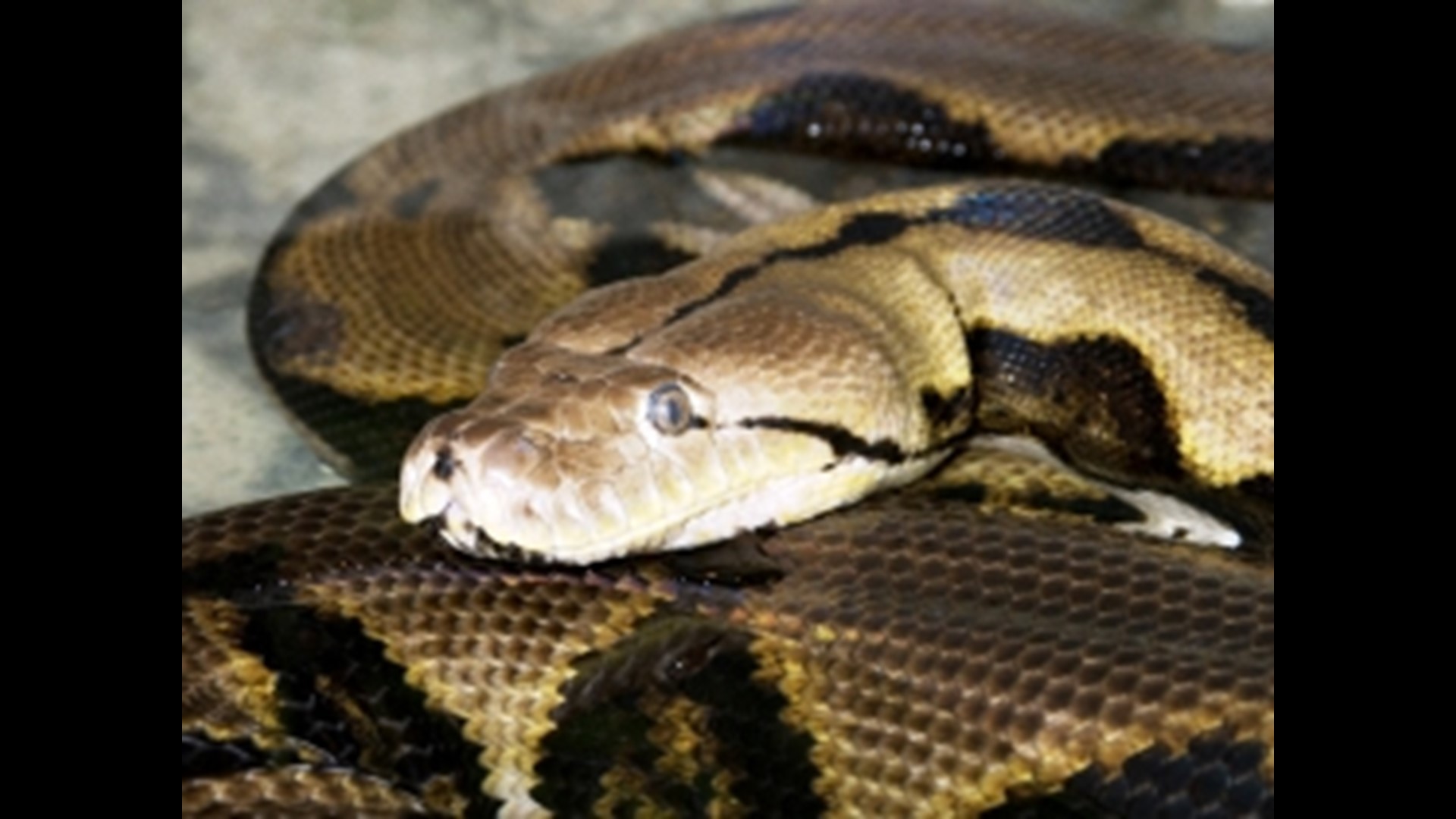 Columbus Zoo Acquires Fluffy The Python Offspring | 10tv.com