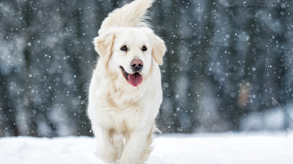 Protecting your pets in cold weather | 10tv.com
