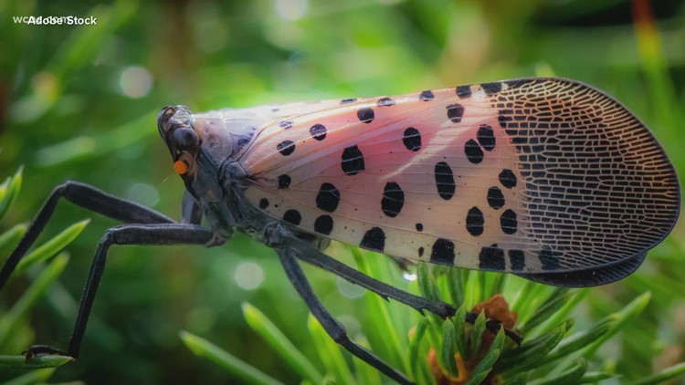 Home | Des Moines Local News & Weather | Des Moines, Iowa | weareiowa.com