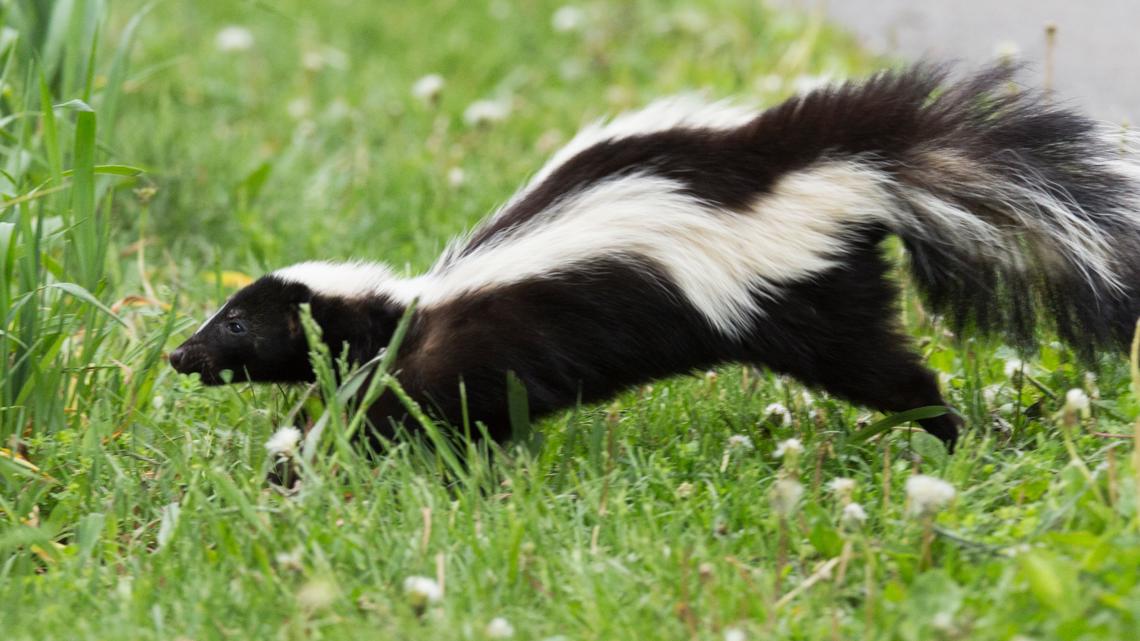 Why you're seeing more skunks right now, according to Arkansas Game and ...