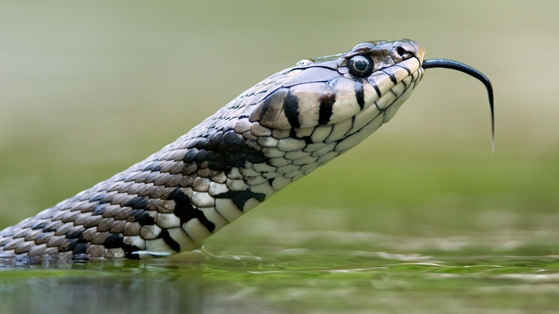 Tips on avoiding snakes and preventing bites | rocketcitynow.com