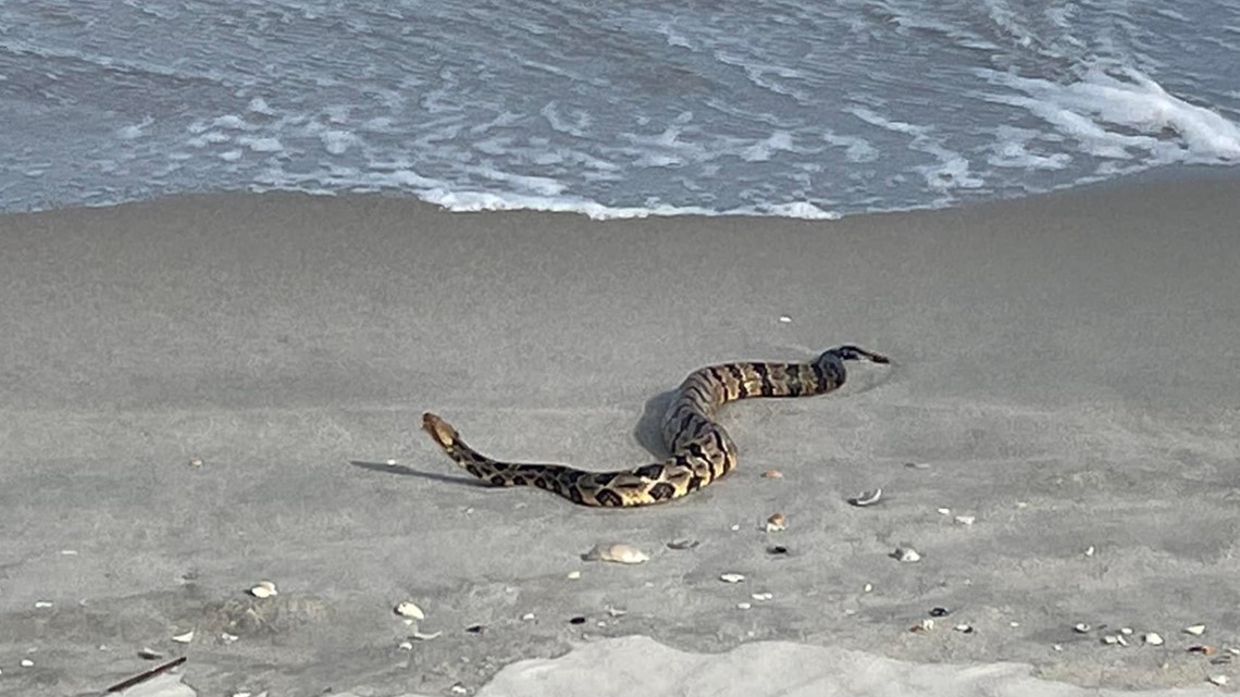Snake sighted along SC beach | fox43.com