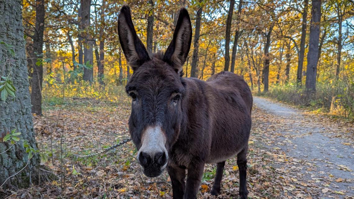 Escaped mules killed in accident months after delivering Helene ...