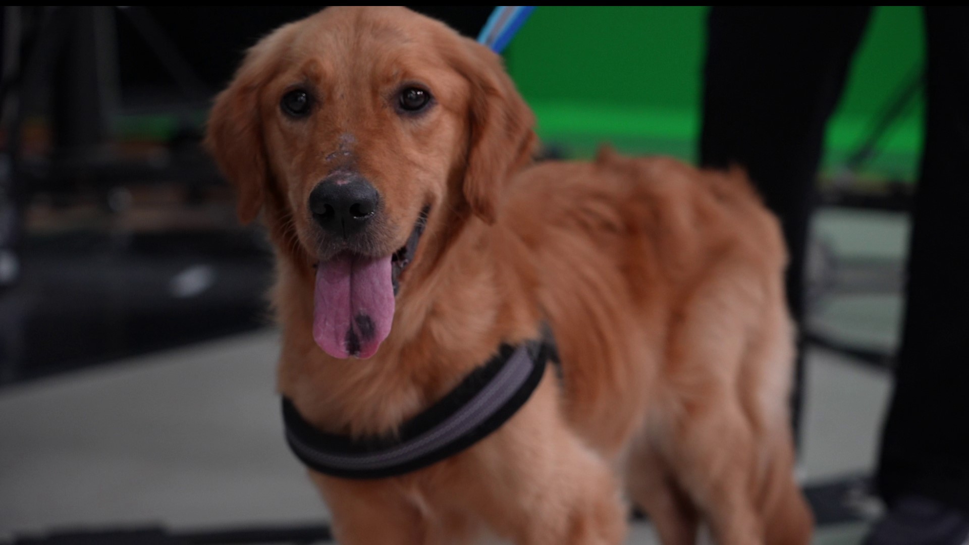 After nationwide search starting in April, effort to find missing dog ...