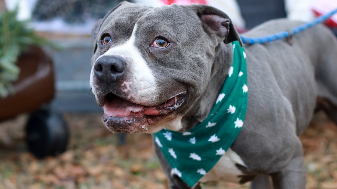 After a year in the shelter, this NC dog finally found a home | 10tv.com