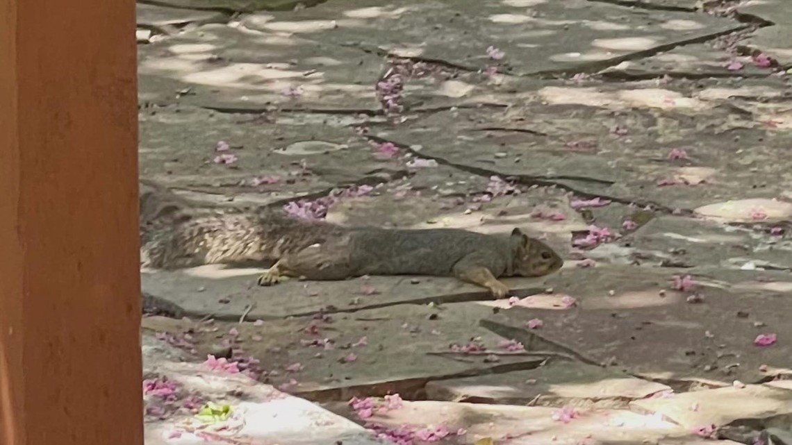 Kind of cute: How squirrels are staying cool in the summer | wthr.com