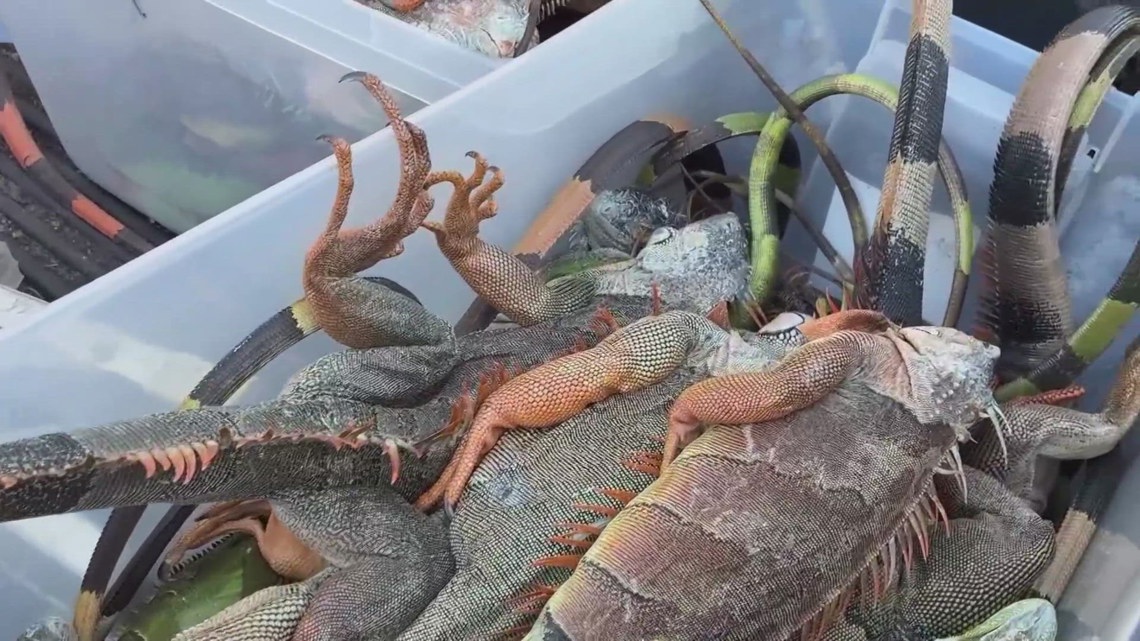 Freezing temperatures in Florida stun iguanas | weareiowa.com