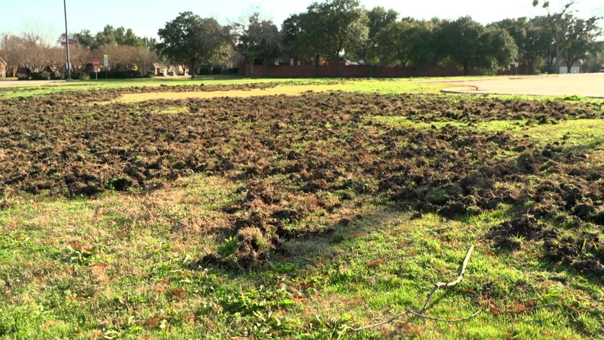 North Texas suburb taking steps to tackle feral hog menace | wthr.com