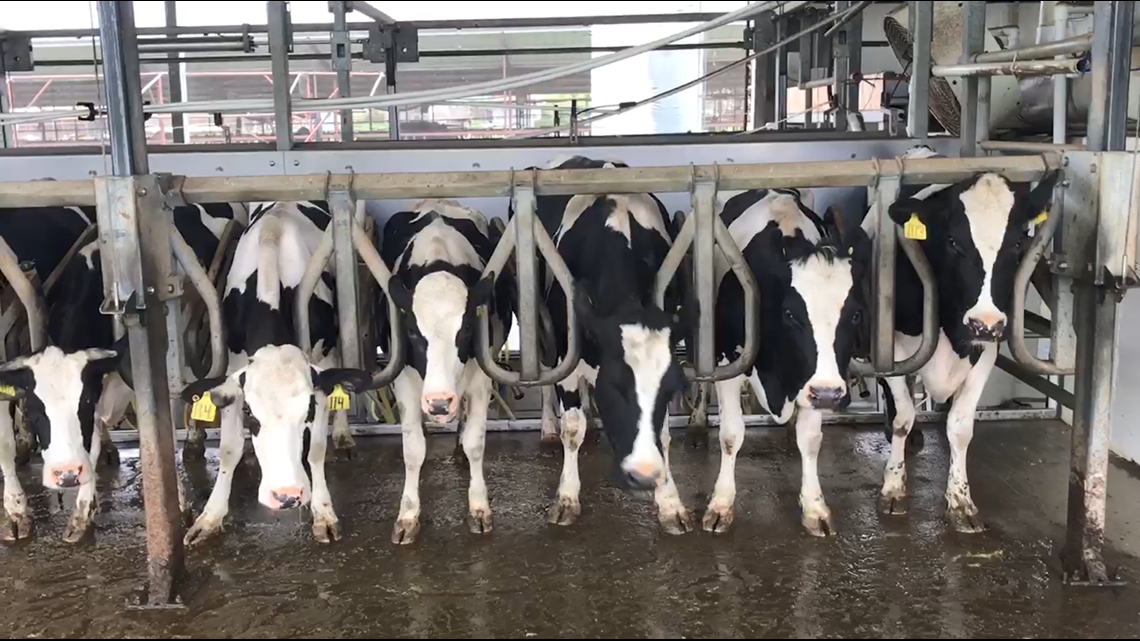 Multiple cows shot dead in Lancaster County | fox43.com