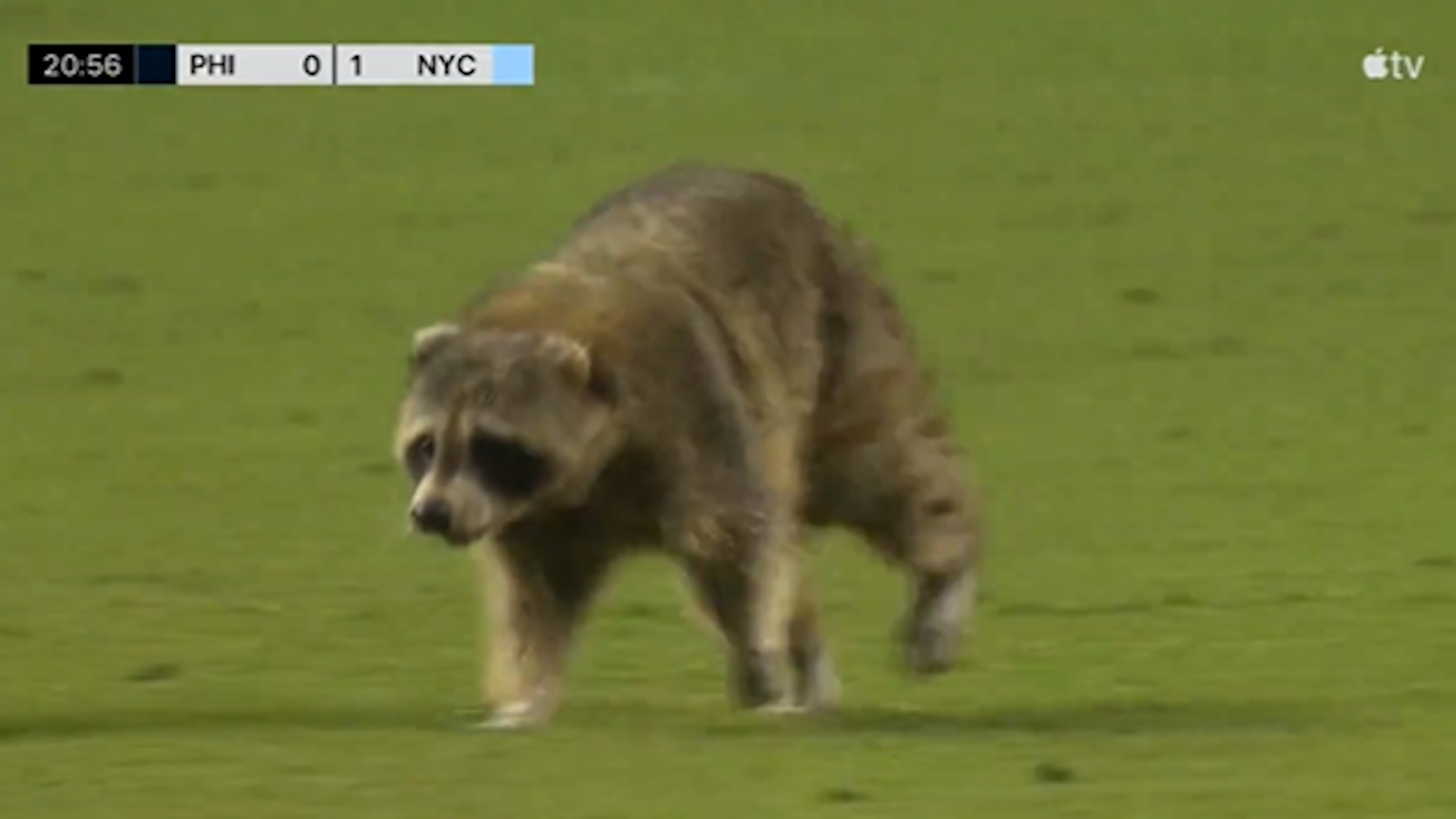Raccoon invades field at Philadelphia Union match, causes delay | fox43.com