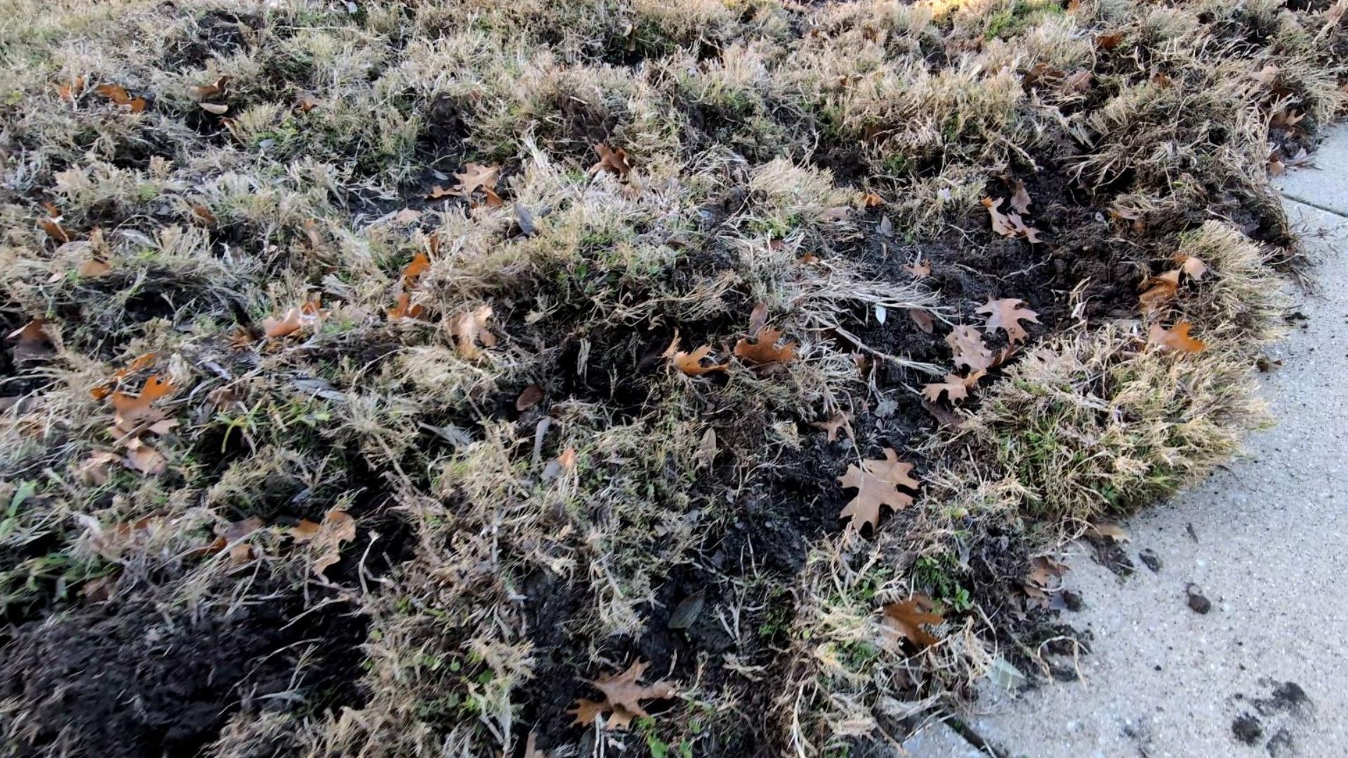 Texas suburb taking steps to tackle feral hog menace | wqad.com