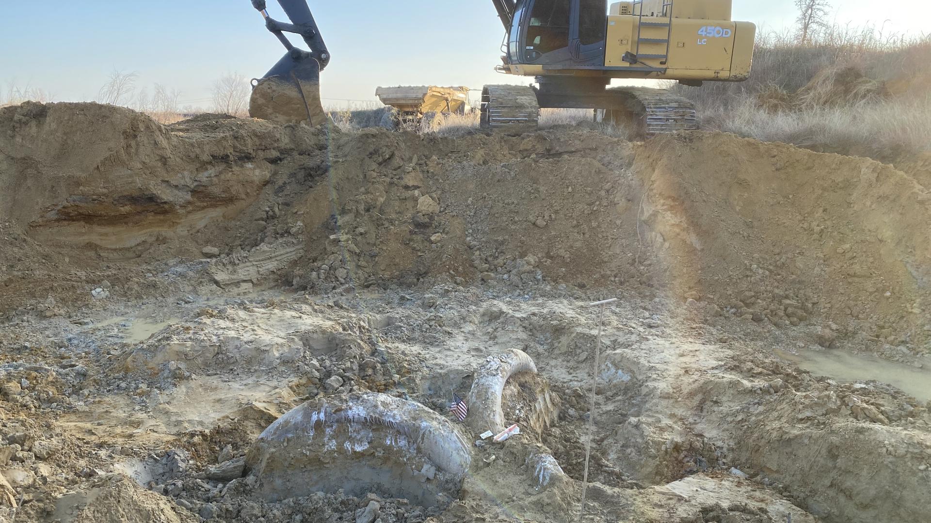Mammoth skull found in Ellis County, Texas quarry | wthr.com