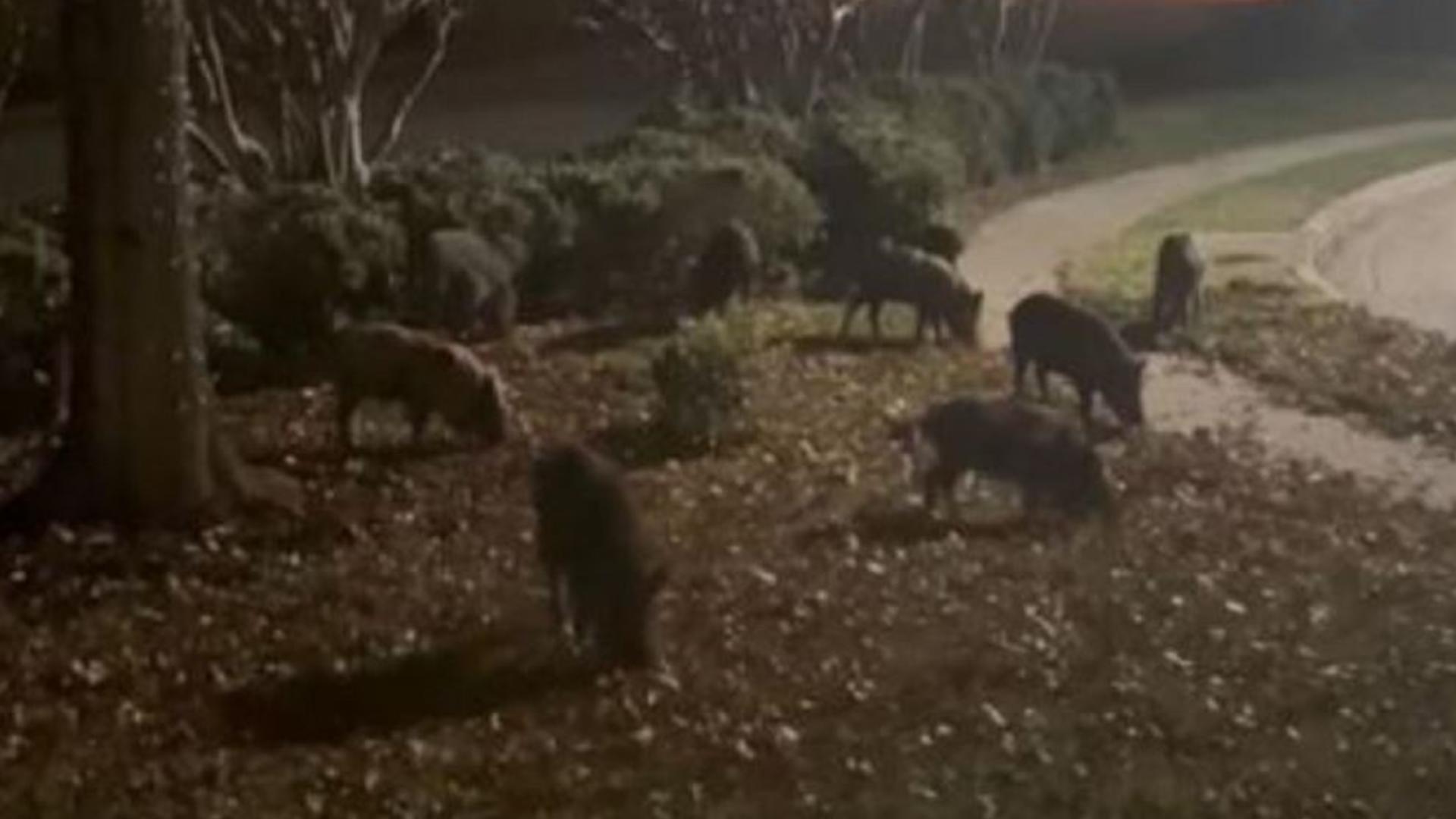 North Texas suburb taking steps to tackle feral hog menace | wthr.com