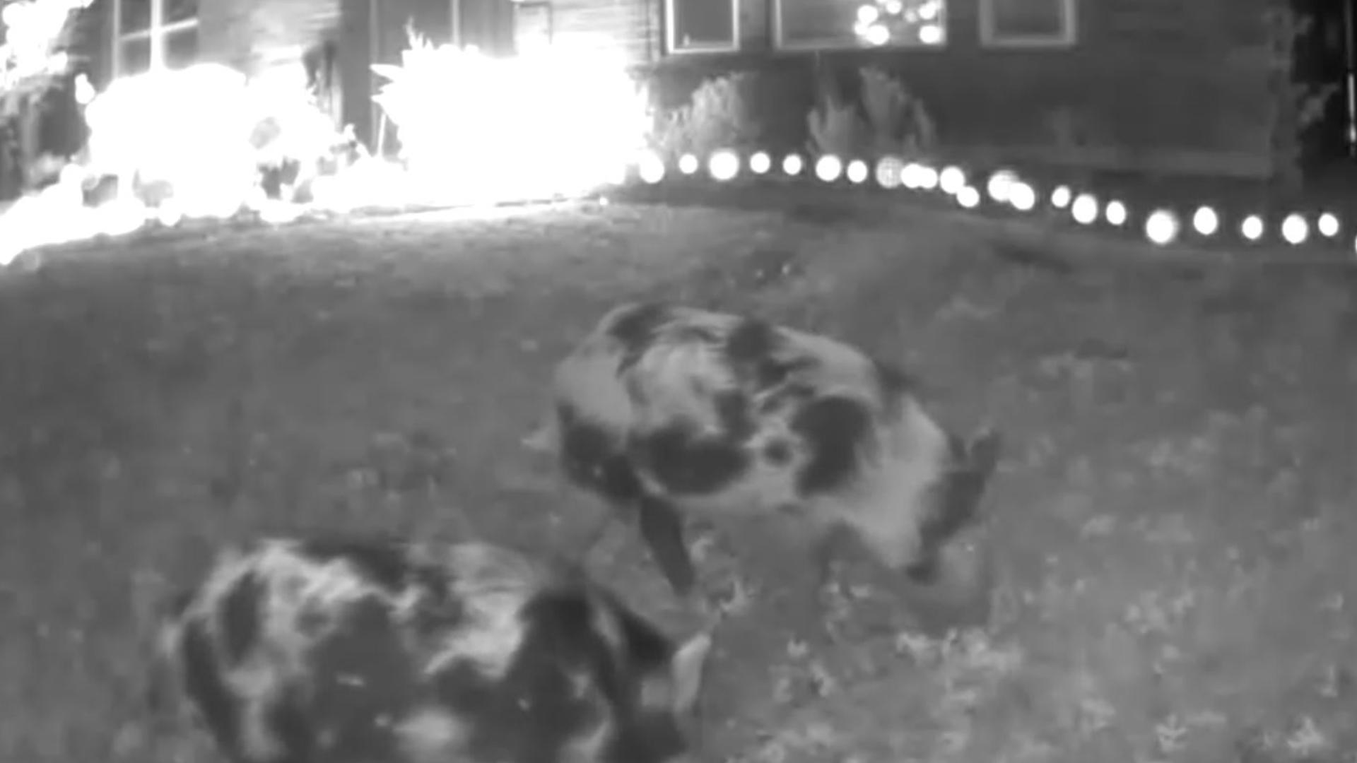 North Texas suburb taking steps to tackle feral hog menace | wthr.com