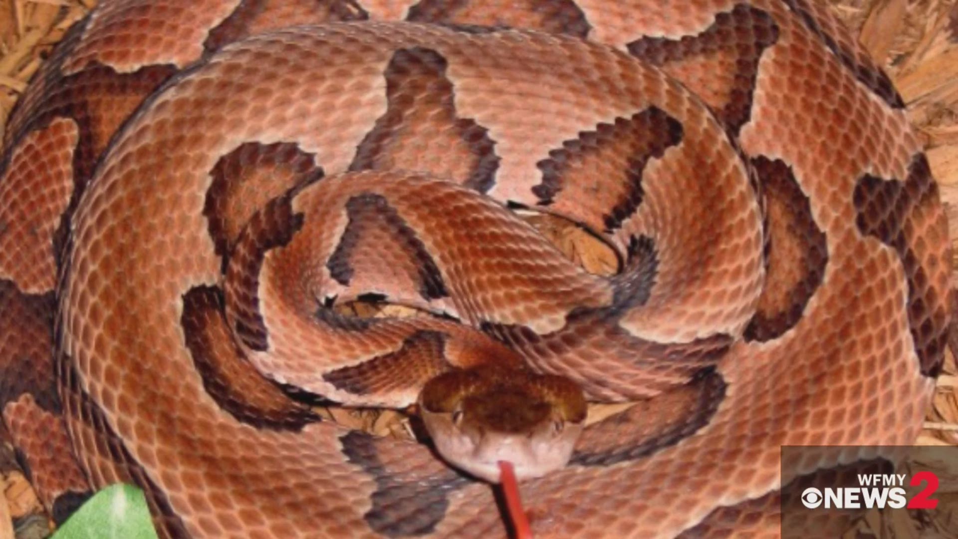 Black Snakes vs Copperheads: What You Need to Know | fox61.com