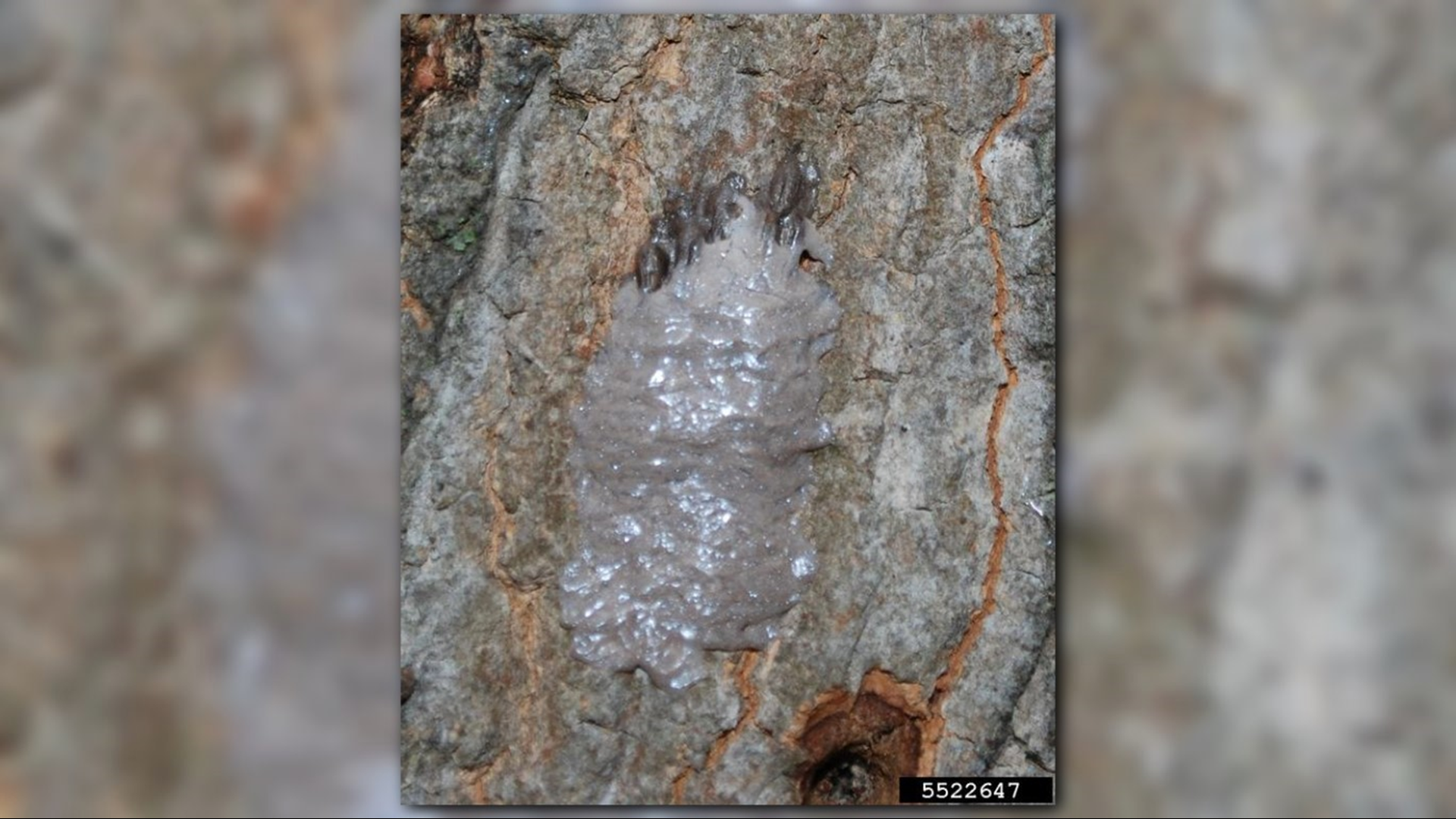Spotted lanternflies can't survive the cold, but their eggs can | fox43.com