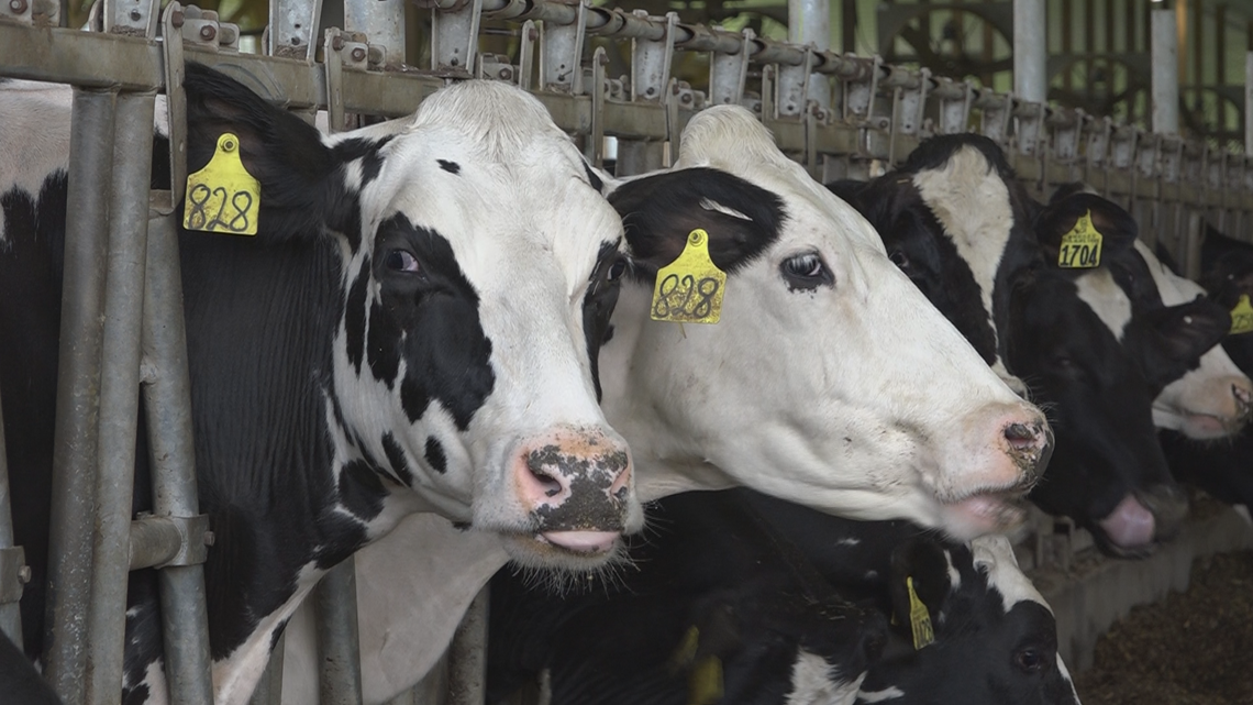 Iowa bird flu: Symptoms, cases in cattle and poultry | weareiowa.com