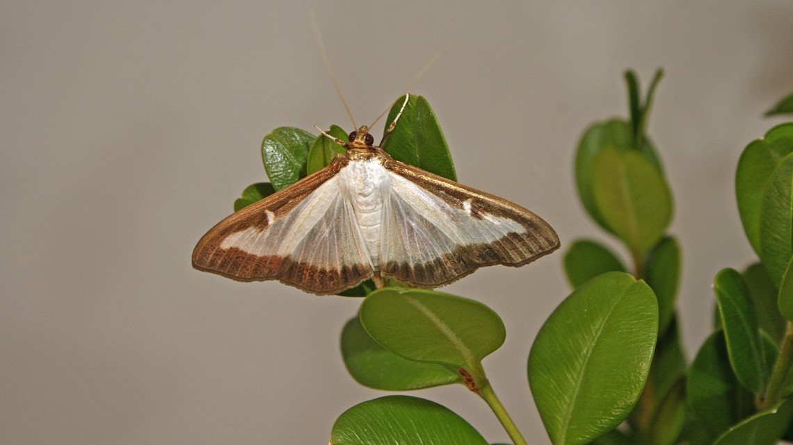 Box tree moth, a highly destructive and invasive insect, discovered in ...